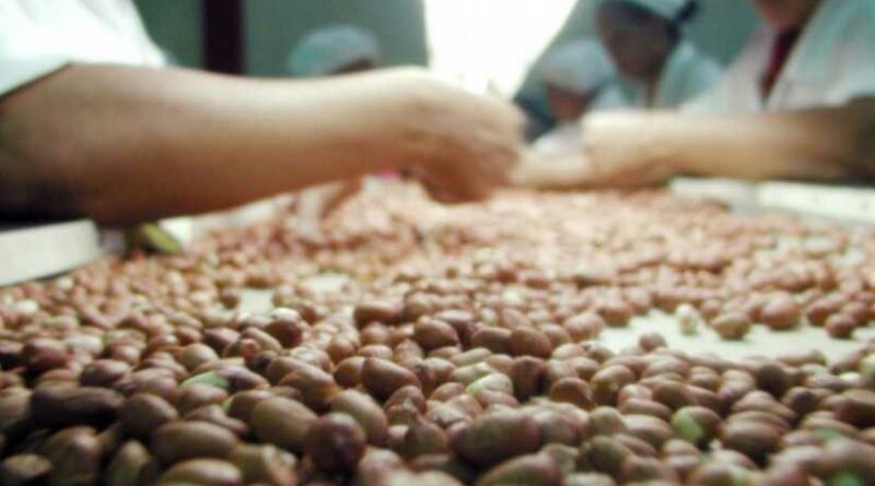 Estos son los avances en la producción nacional de maní en 2023 – CENIDA